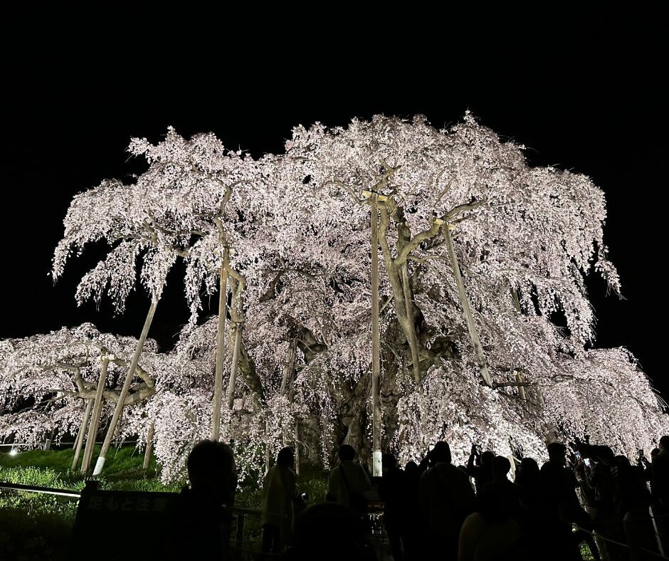 Miharu Takizakura - Destinations - Fukushima Travel