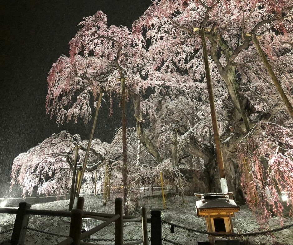 Miharu Takizakura - Destinations - Fukushima Travel