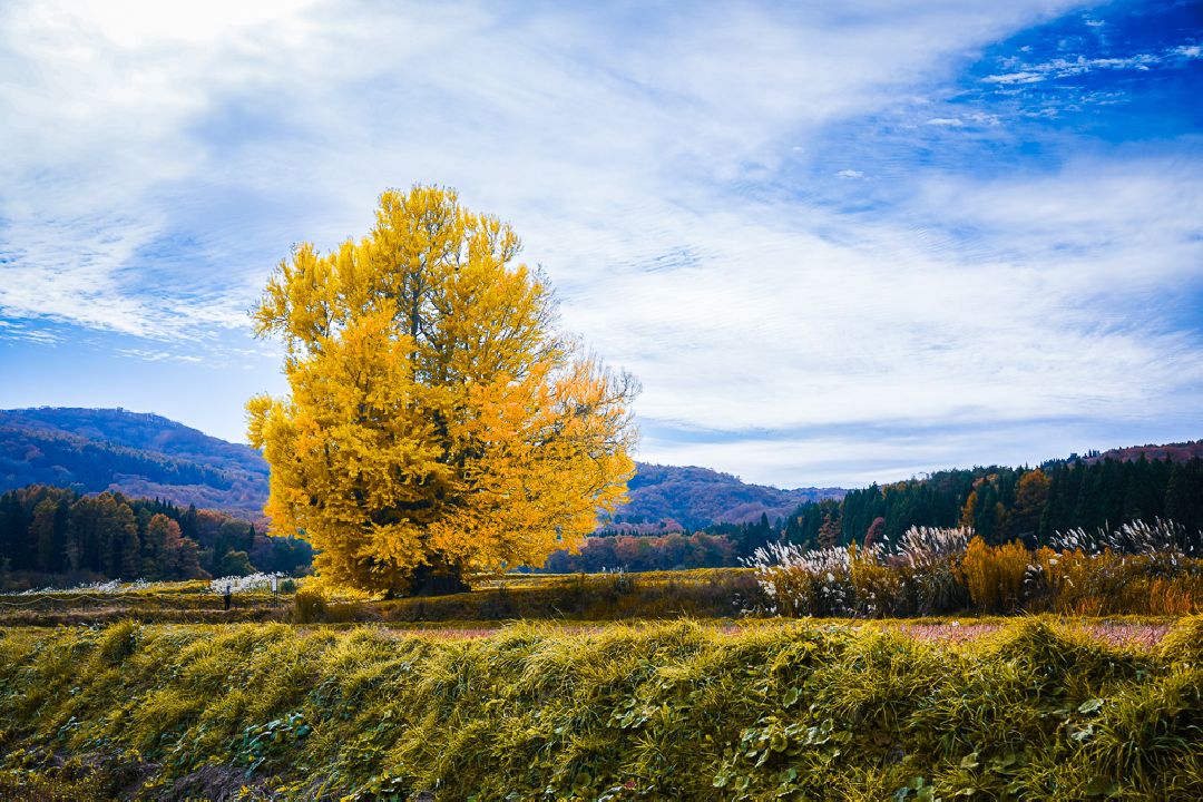 Official Fukushima Travel Info - Fukushima Travel