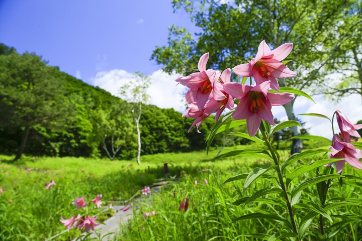 Goshiki-numa Ponds - Destinations - Fukushima Travel
