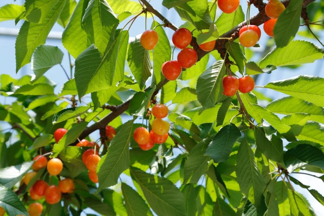 Bandai-Azuma Skyline - Destinations - Fukushima Travel