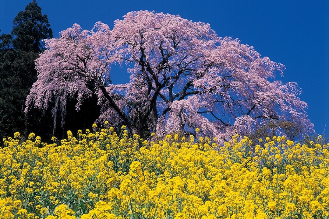 Miharu Takizakura - Destinations - Fukushima Travel